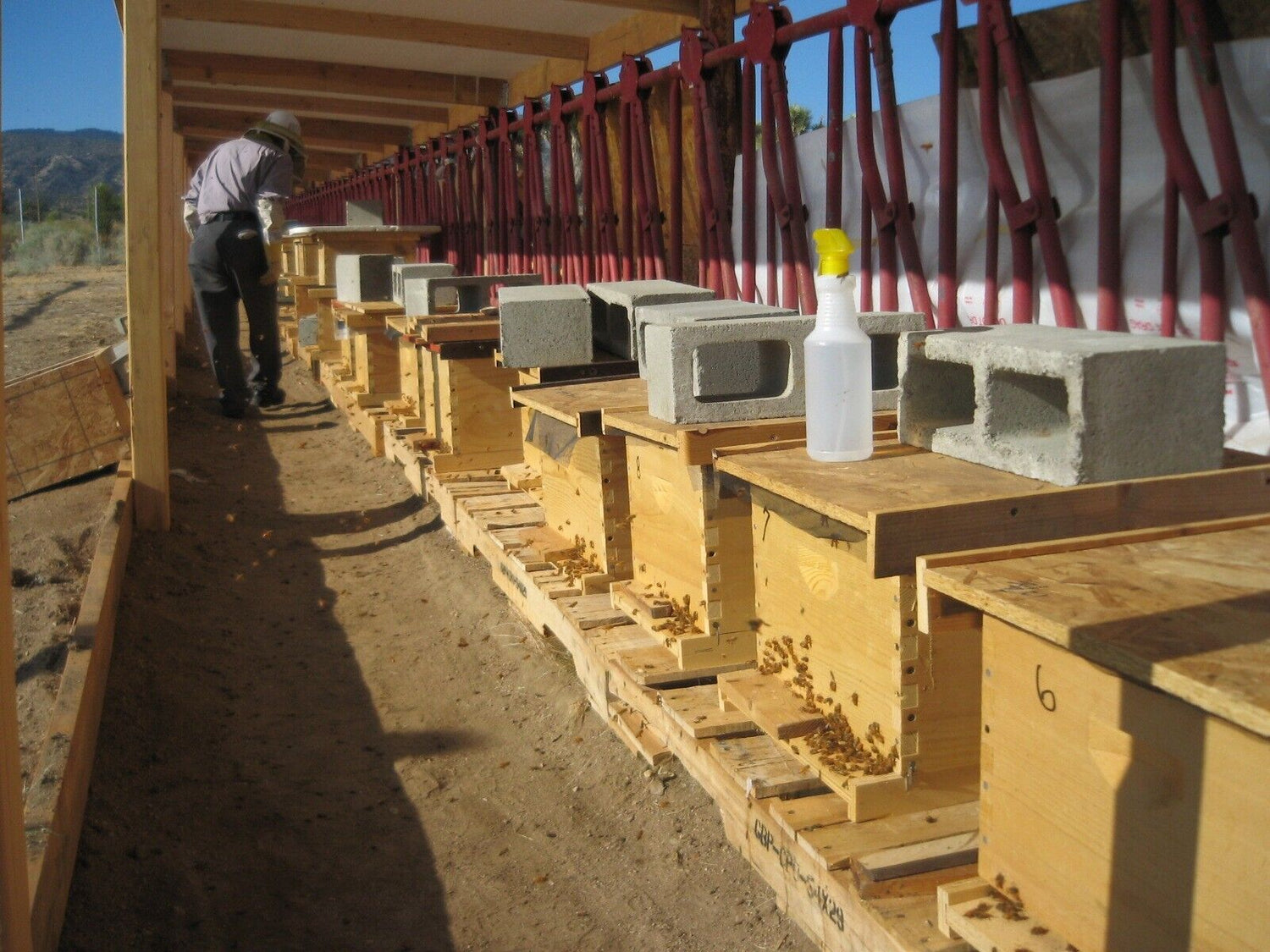 GoHoney – Go Honey